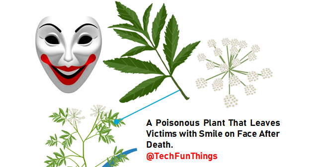 Hemlock Water Dropwort