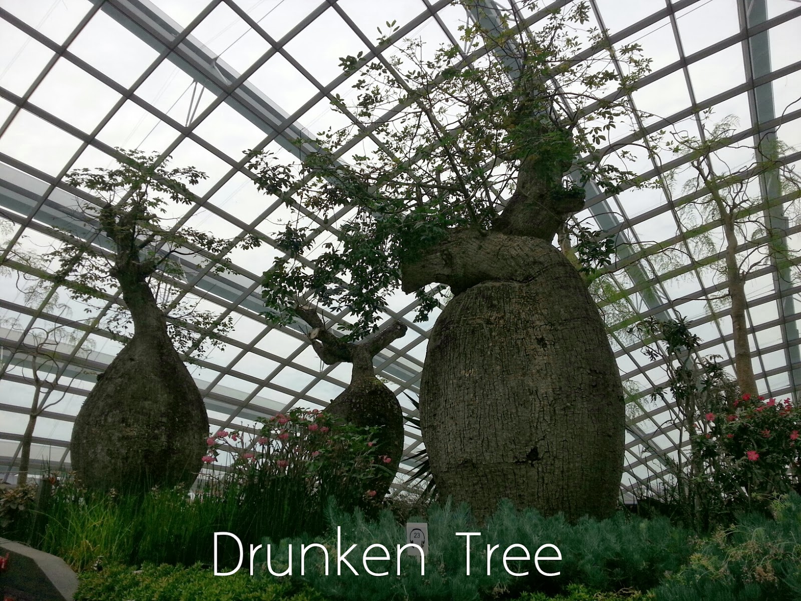 Gardens By The Bay - Plants in The Flower Dome