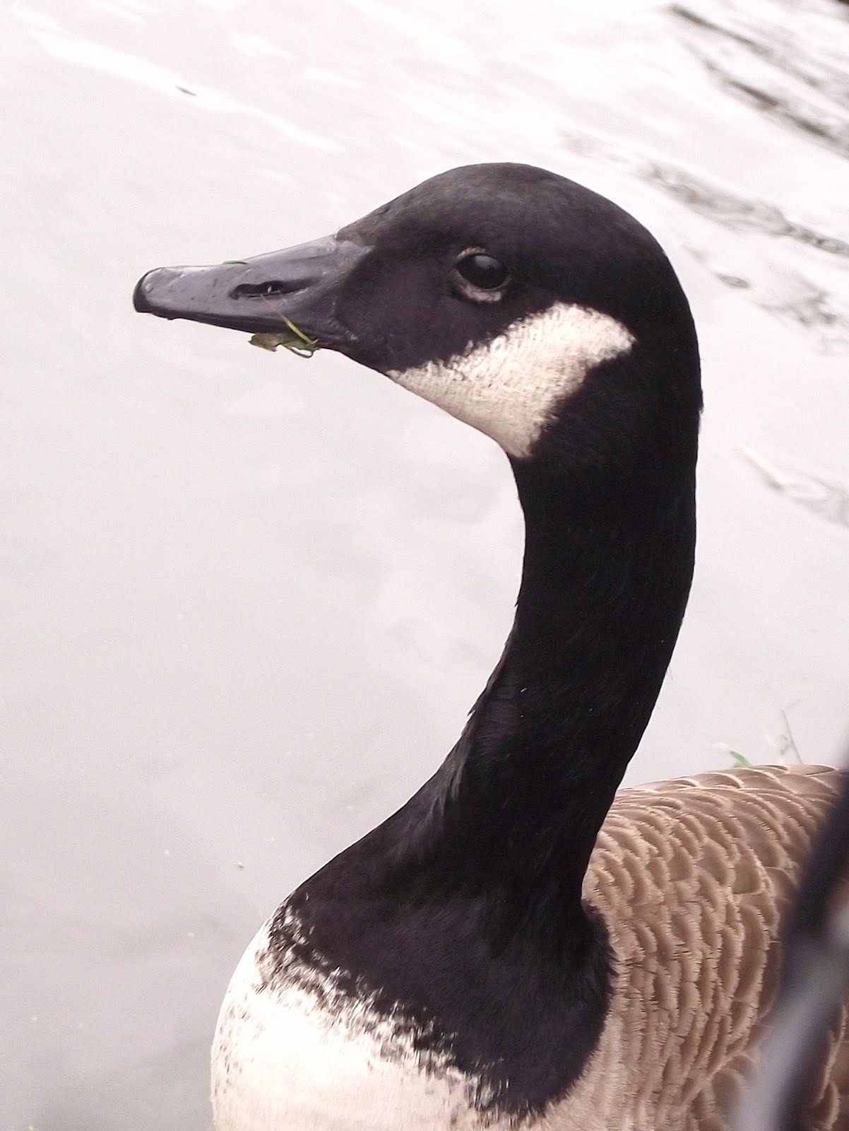 Tales, Tails and Feathers of New York -- PCA: "Whose Afraid of the Big ...