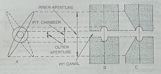 Primary pit-fields, pits and types of pits-digieduco