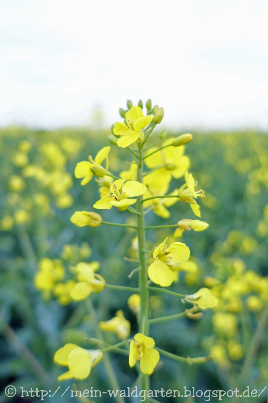 © Mein Waldgarten: Raps und Pollenallergie
