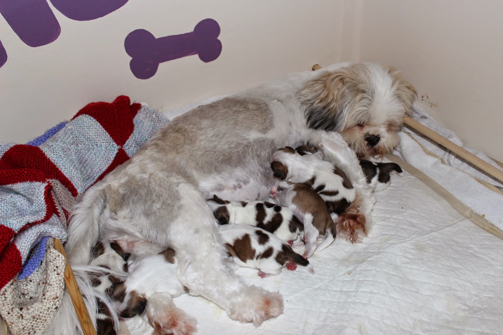 Lhasa Apso - Penny's Pups from birth to new homes: Lhasa Apso Molly ...