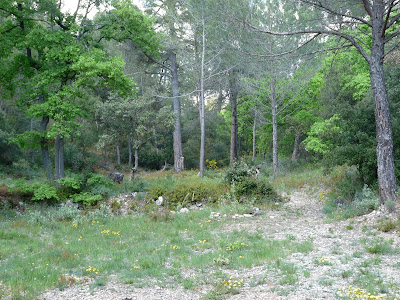 Une forêt en Provence: Jardiner en forêt