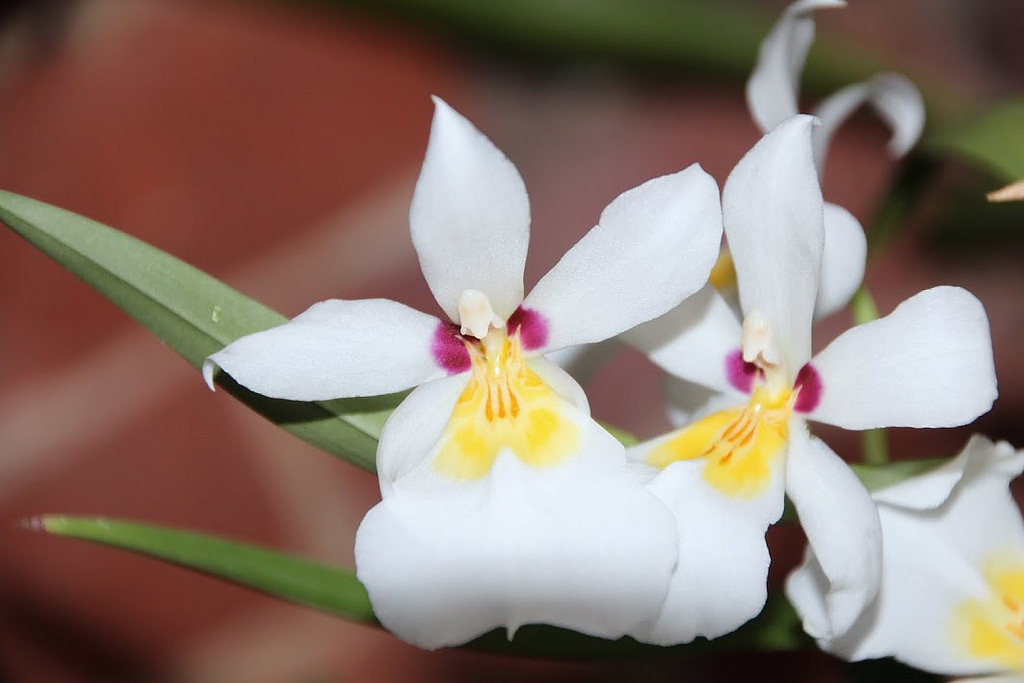 Miltoniopsis roezlii care and culture | Travaldo's blog