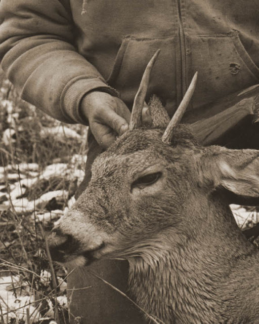 Pennsylvania Wildlife Photographer: Pennsylvania Deer Wars: A Different ...