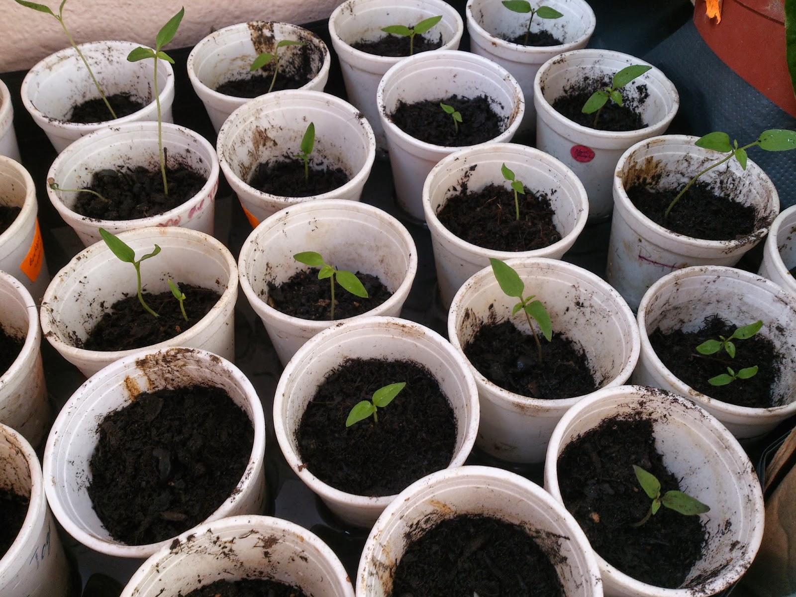 Pedas dan Manis: Jom Semai Benih