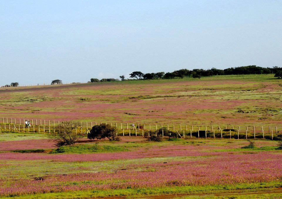 KAAS PLATEAU - Amazing Maharashtra