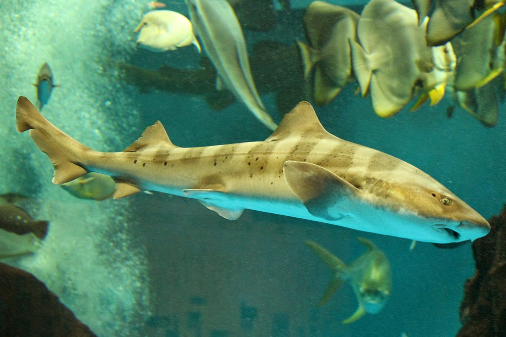 Animals of the world: Banded houndshark