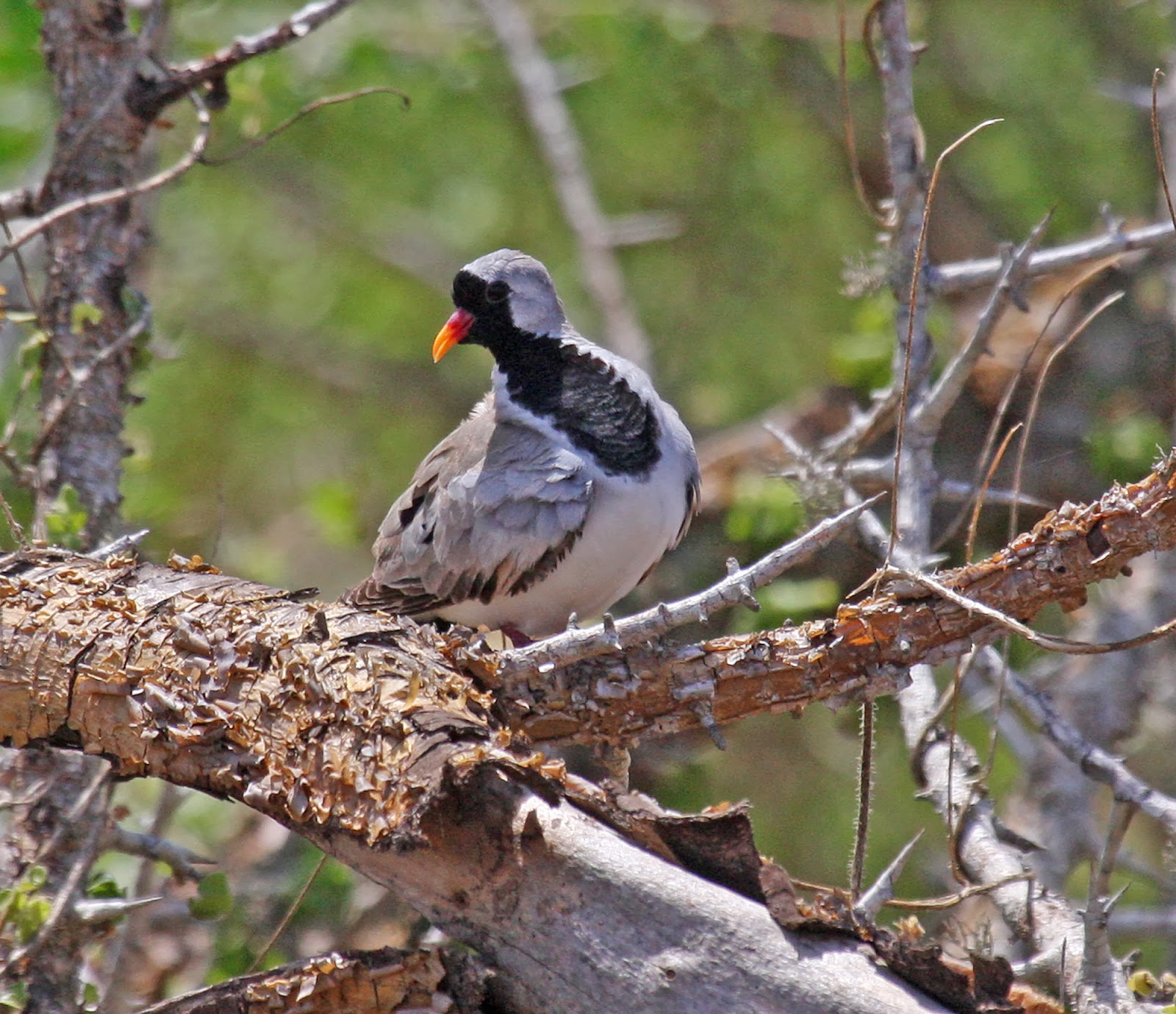 Simon and Karen Spavin: Kenya birds