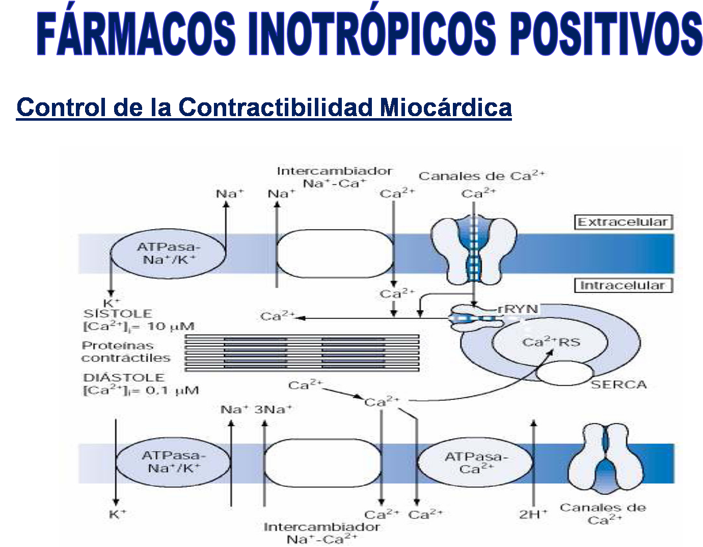 Farmacología: Fármacos Inotrópicos Positivos