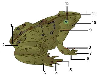 External Anatomy of Frogs