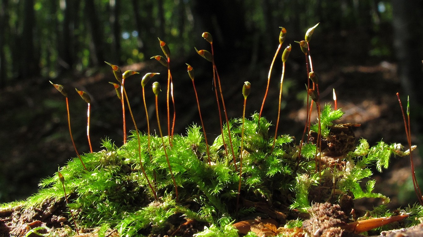 Catalogue of Organisms: Brachythecium salebrosum: Some Like It Temperate