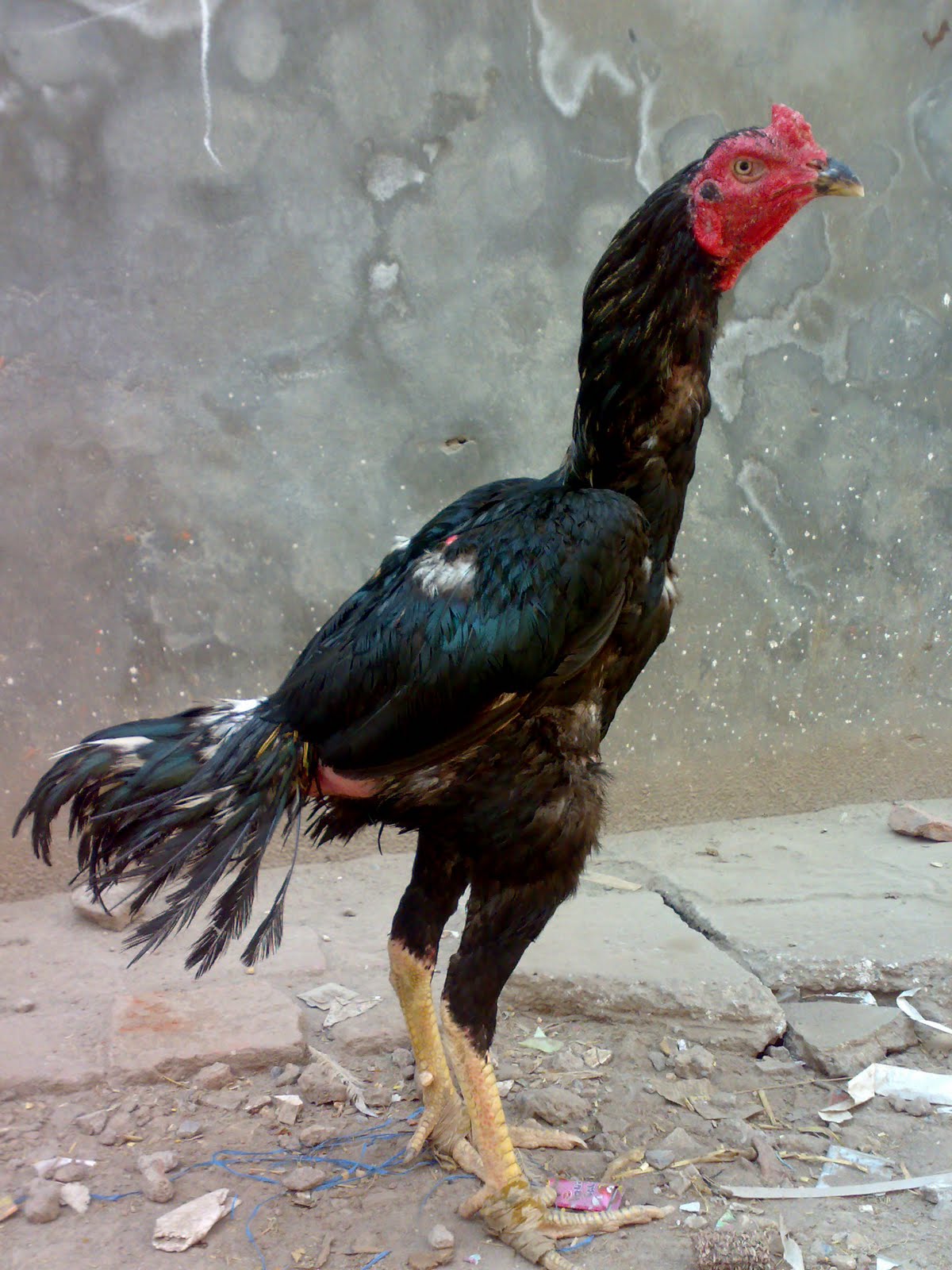 KING GHAZI: My Asil Pictuers