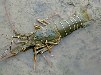 Udang Terancam Punah : Lobster Lumpur Berduri