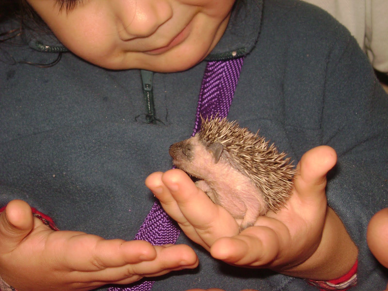 ERIZOS BUENOS AIRES: COMPORTAMIENTO DEL ERIZO AFRICANO