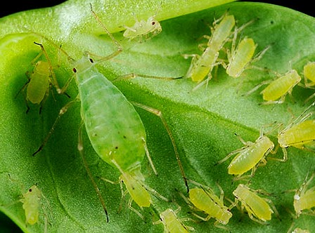 Pulgón (Aphididae) | Insectos en mi huerto