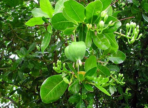 Blog Magzrover | Blog Pembaca MANGROVEMAGZ : Tiga Elemen Flora Vegetasi ...