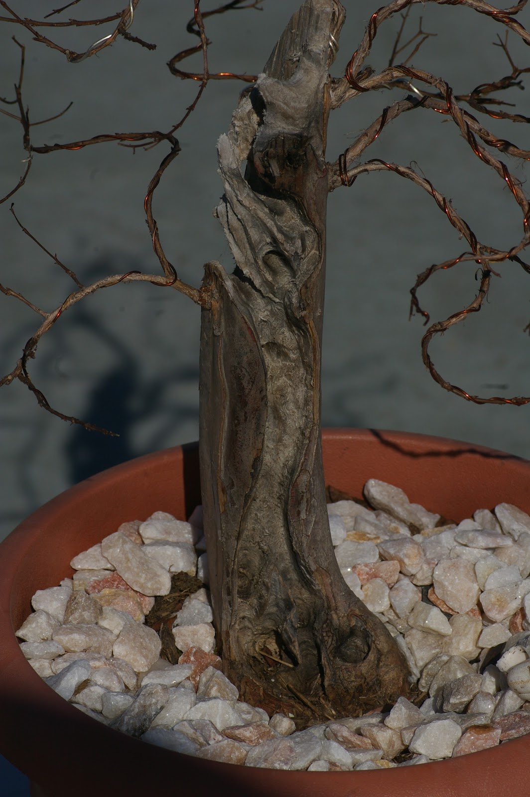 Bonsai de andar por casa...: Árbol de Júpiter - Lagerstroemia indica