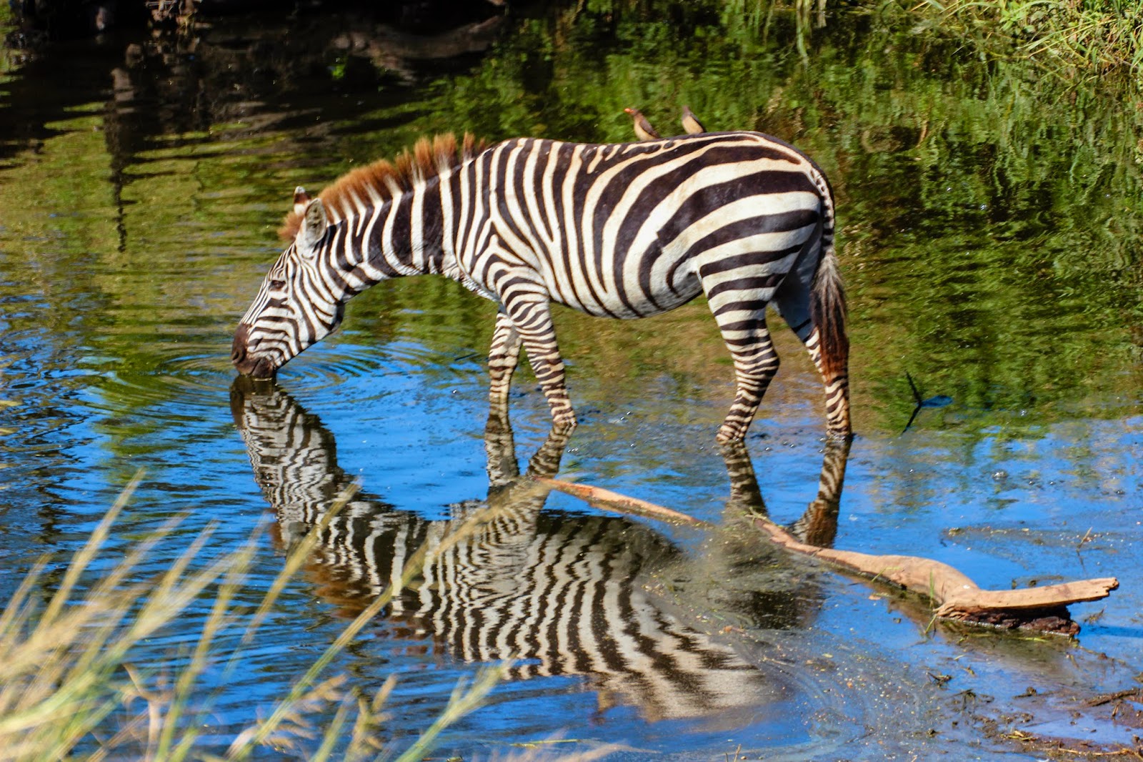 Cannundrums: Grant's Zebra