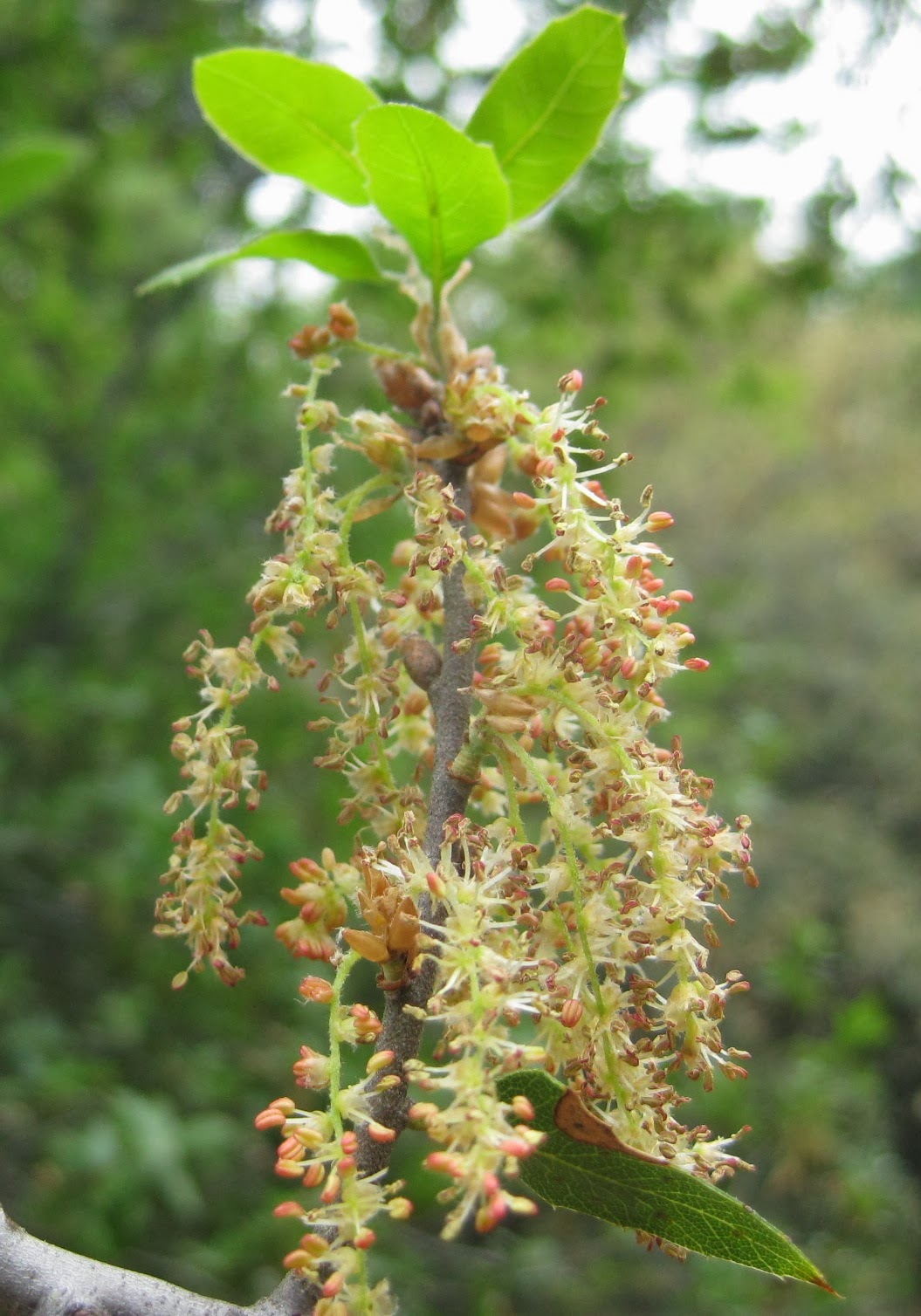 Trees of Santa Cruz County: Quercus wislizeni - Interior Live Oak
