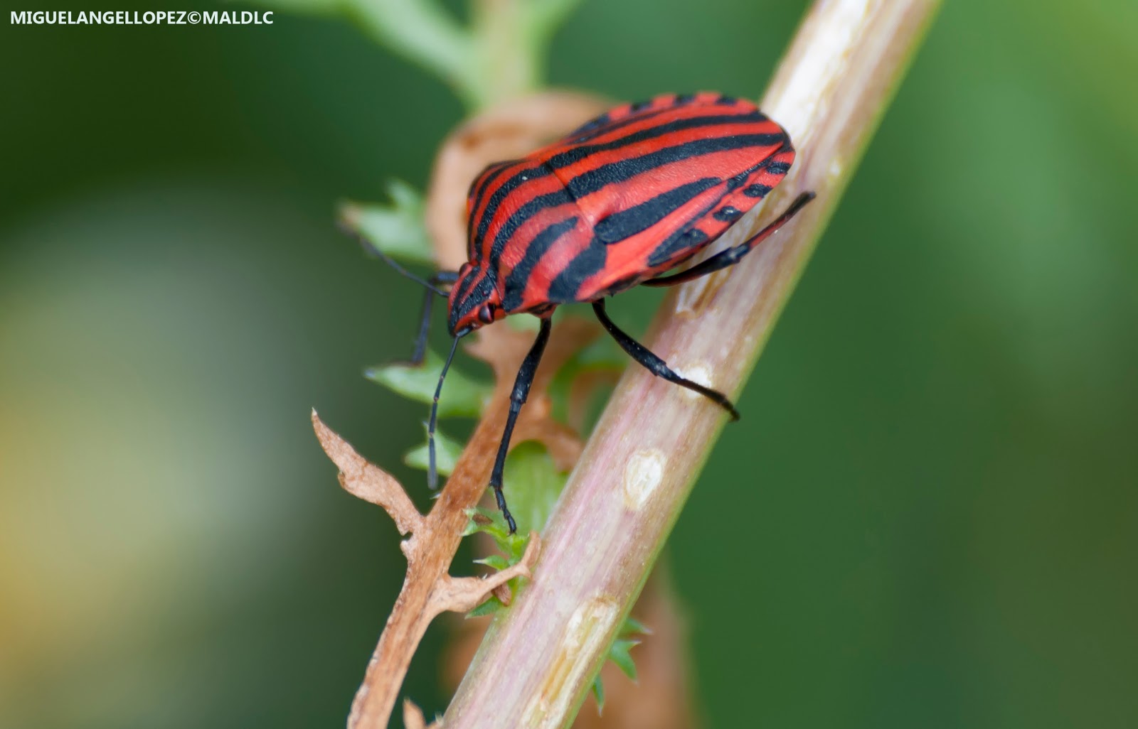 Perimetros--Flora y Fauna de Rota(Cadiz): Chinche rayada (Graphosoma ...