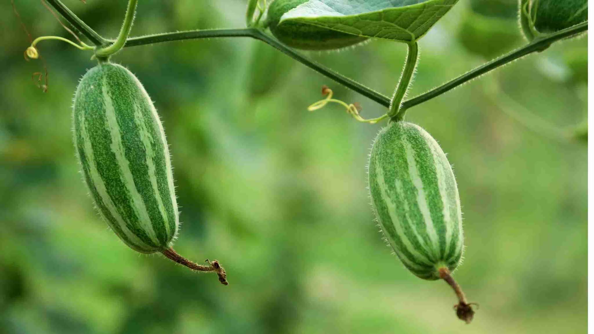9 Superb Health Benefits Of The 'Pointed gourd'(Parval) - Healthwould