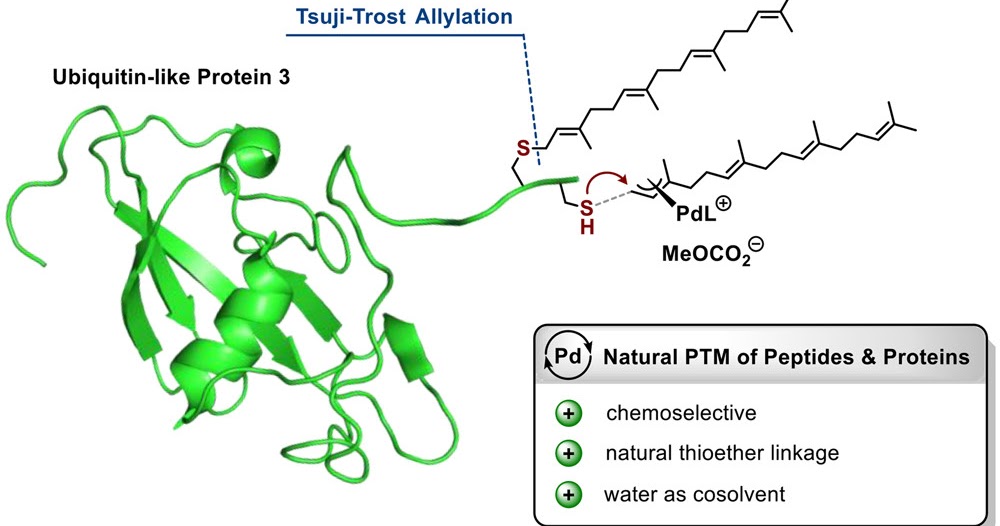 Covalent Modifiers: Labeling and Natural Post-Translational ...