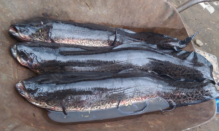 "KAMONGO TAMU SINDA NYAMA" ~ g sengo