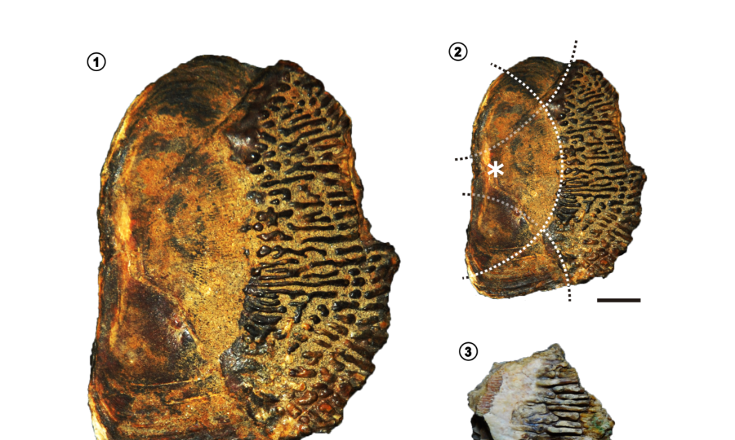 Paleontología en Colombia: Acregoliath, un pez gigante de hace 13 ...