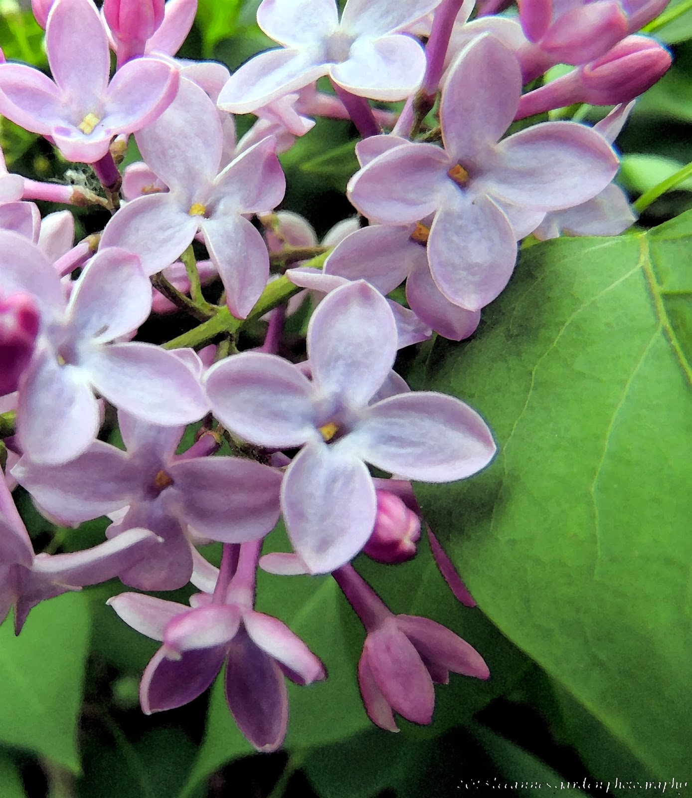 leeannes garden: Spring Mauve Lilacs