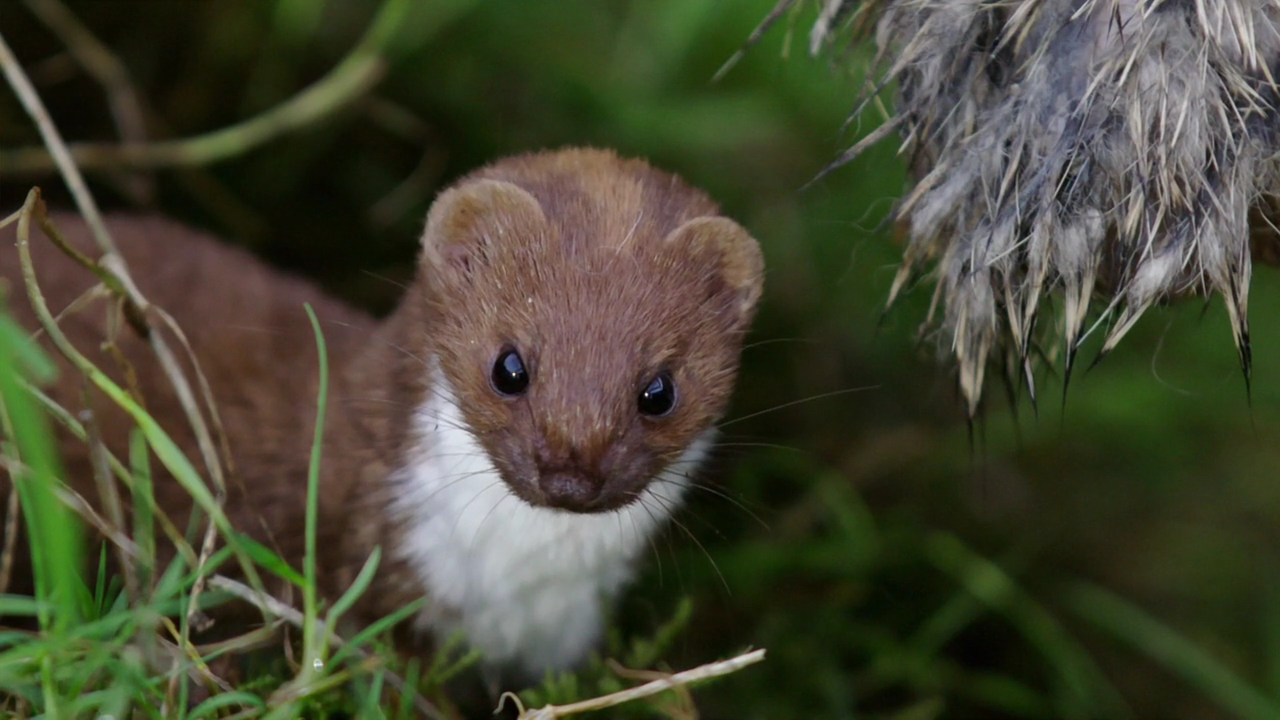 Asadal: BBC Natural World: Weasels Feisty and Fearless (2019)