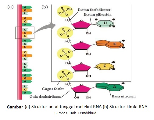 Pewarisan Sifat pada Makhluk Hidup (Bagian-3): DNA dan RNA