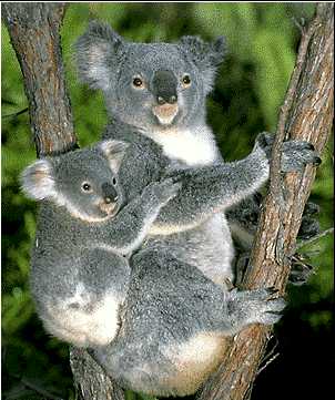 Animals of the world: Koala