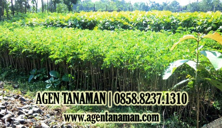 POHON TREMBESI | JUAL POHON PELINDUNG | AGEN TANAMAN ~ AGEN TANAMAN