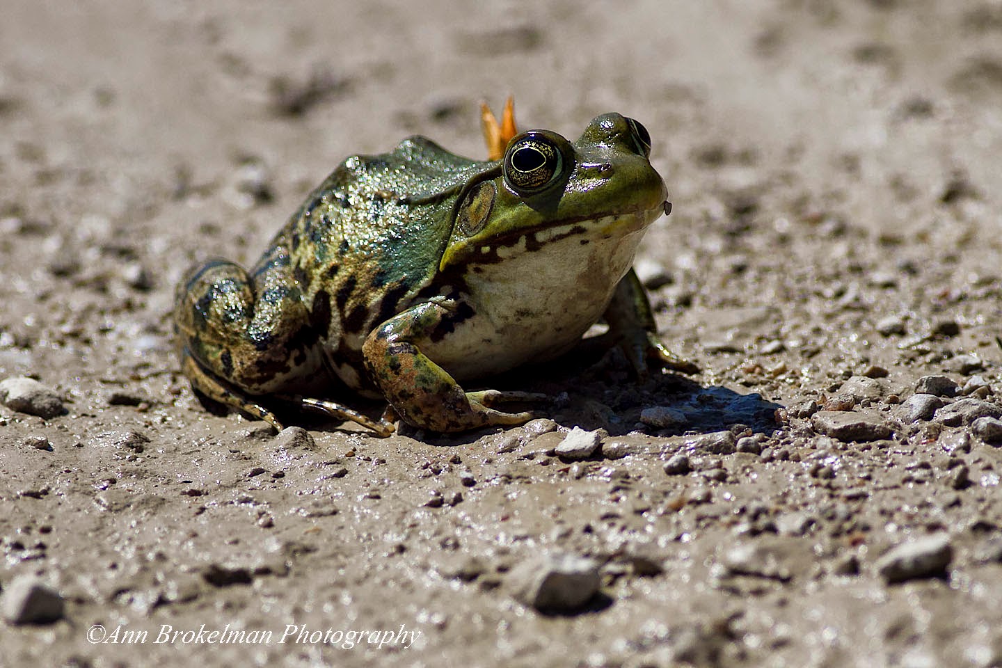 Ann Brokelman Photography: Frogs Turtles at Carden June 26, 20014