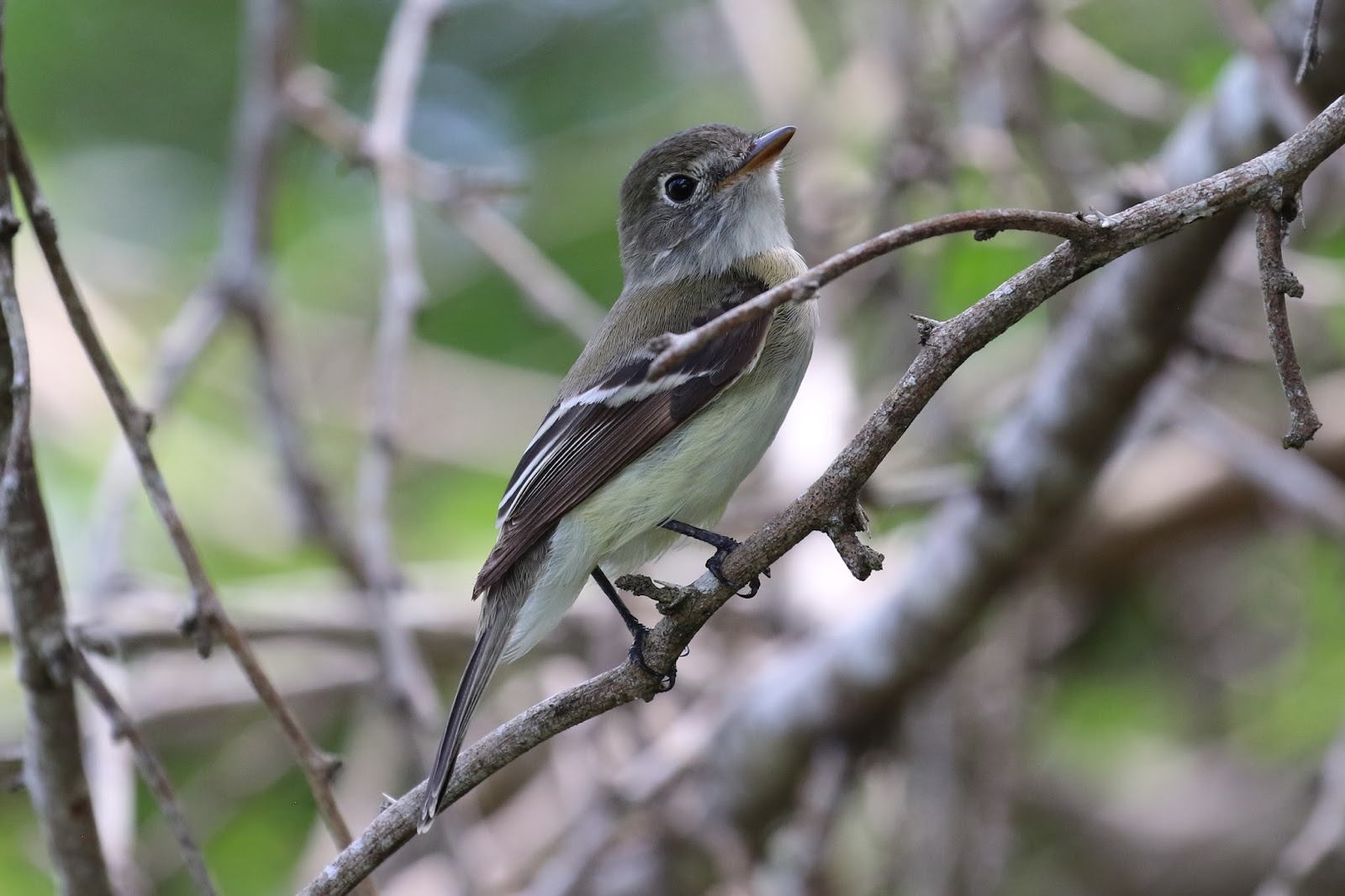 Antshrike's Bird Blog: Empidonax identification during spring migration ...