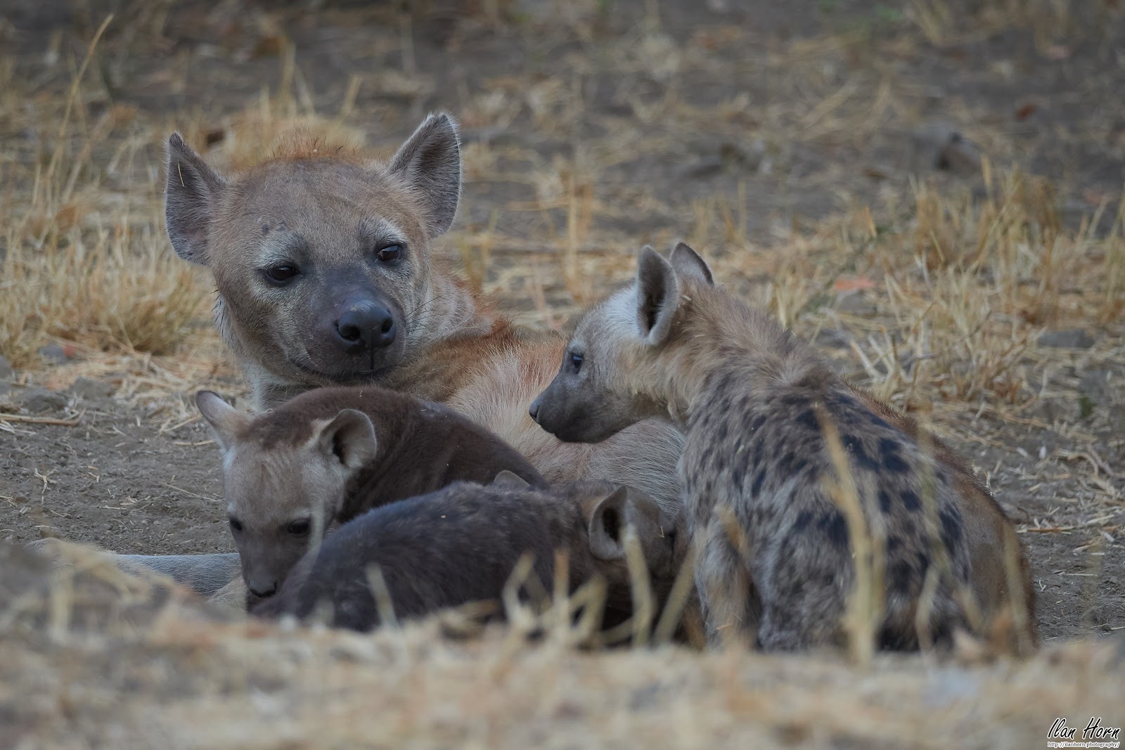Hyena with Cubs