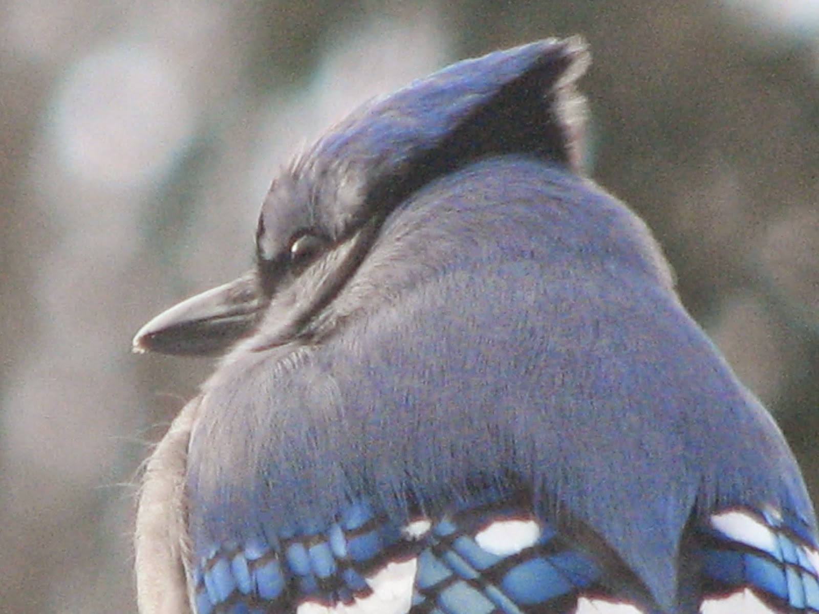 South Burlington birds: I got the blues Blue Jay photos | Litter with a ...