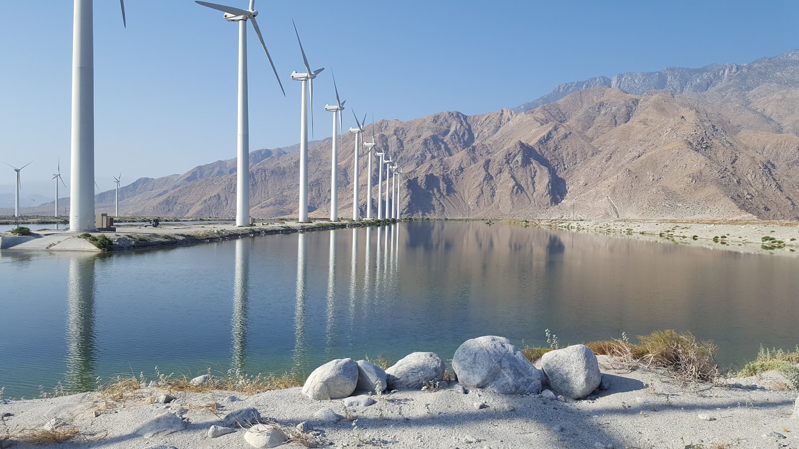 Desert Roadkill: Percolation Ponds, 07-17-2017