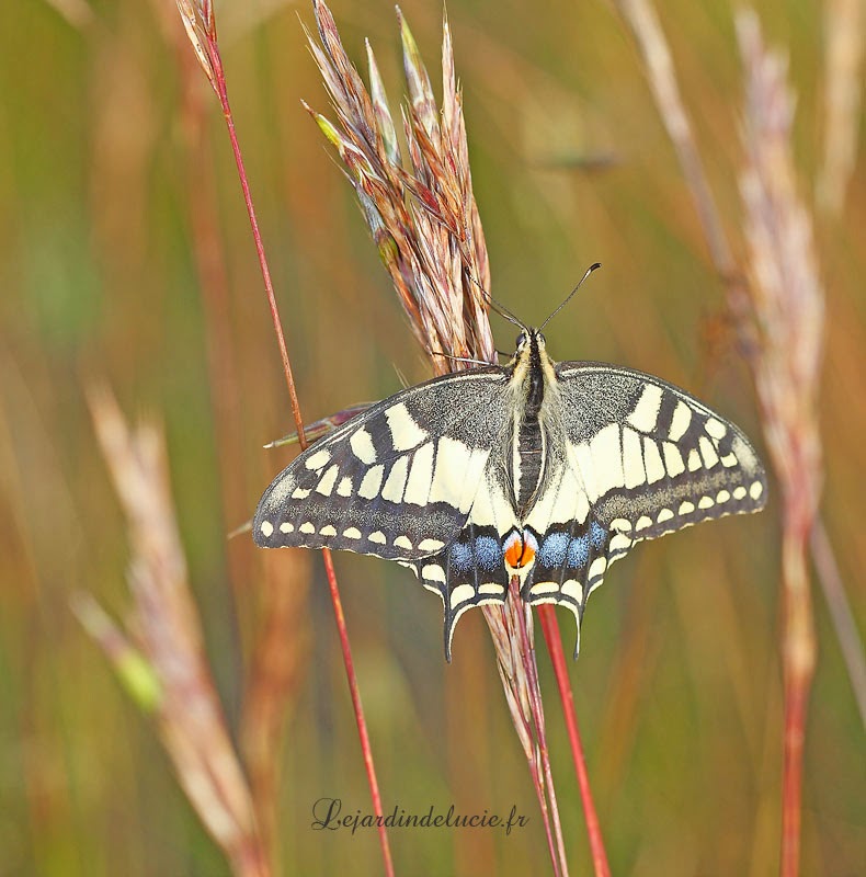 L’œuf du Machaon.