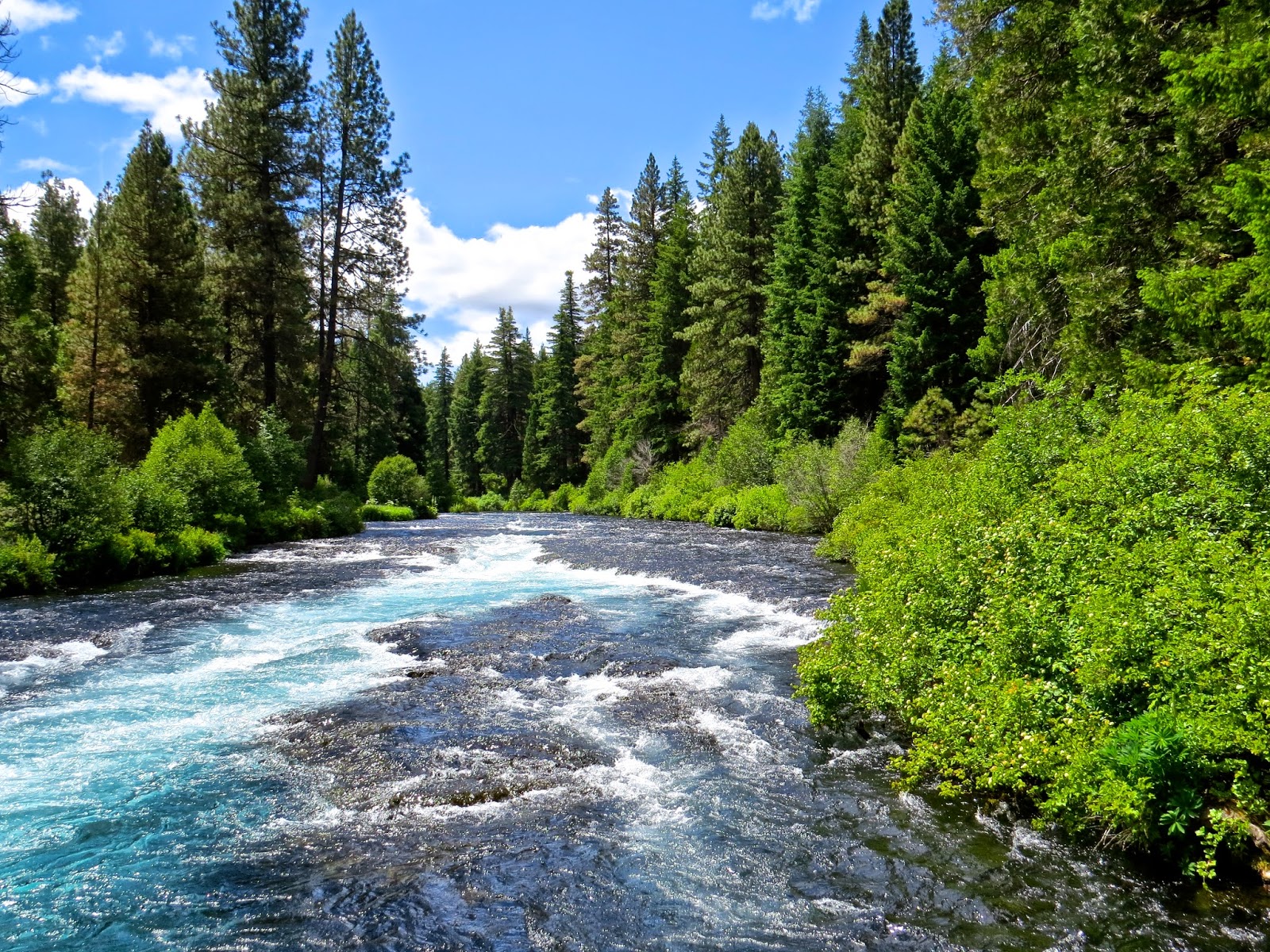 Next Horizon: Hunt for the Headwaters, Metolius River, Or