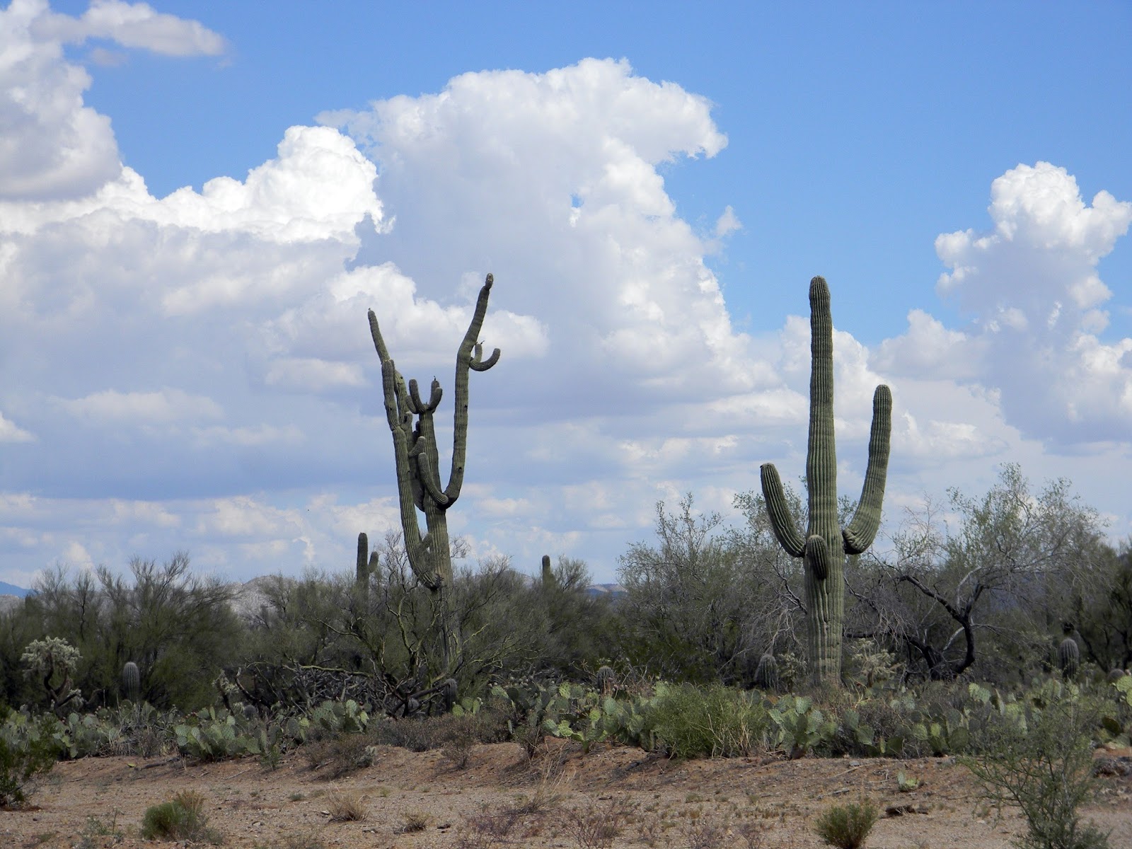Strange Creatures Found in AZ