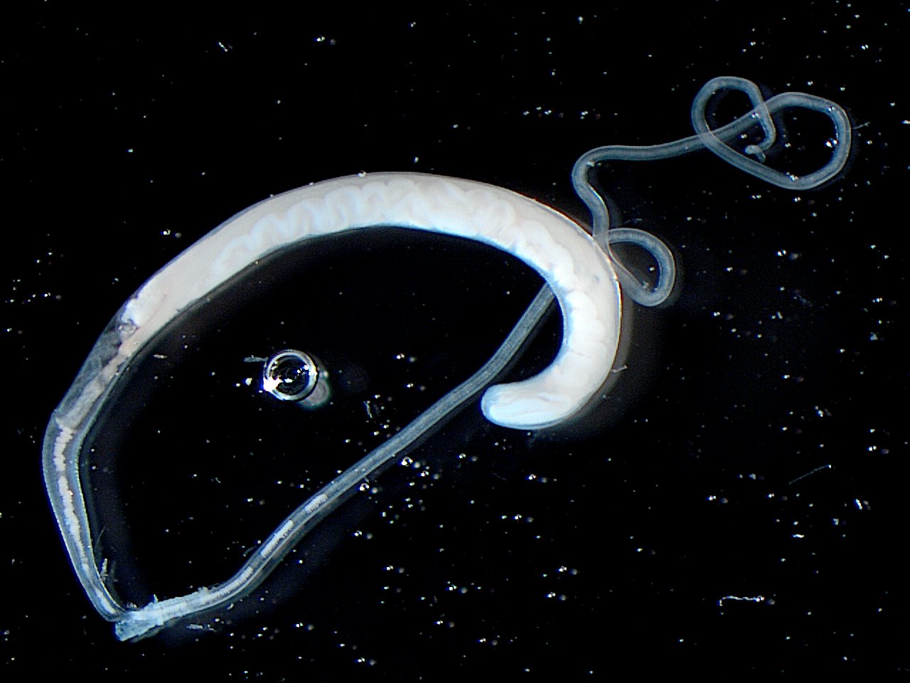 Creepy Dreadful Wonderful Parasites: Case of the Week 515