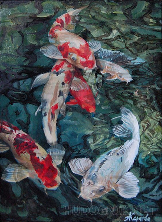 Facts about Koi fish
