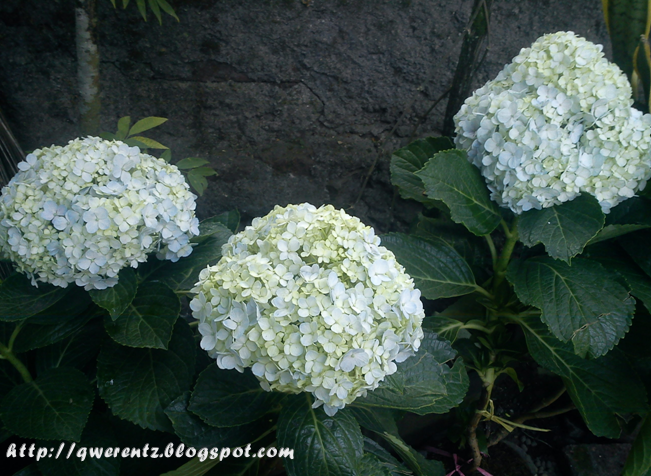 QWERENTZ in the GARDEN: Galeri Bunga Hydrangea (Panca Warna)