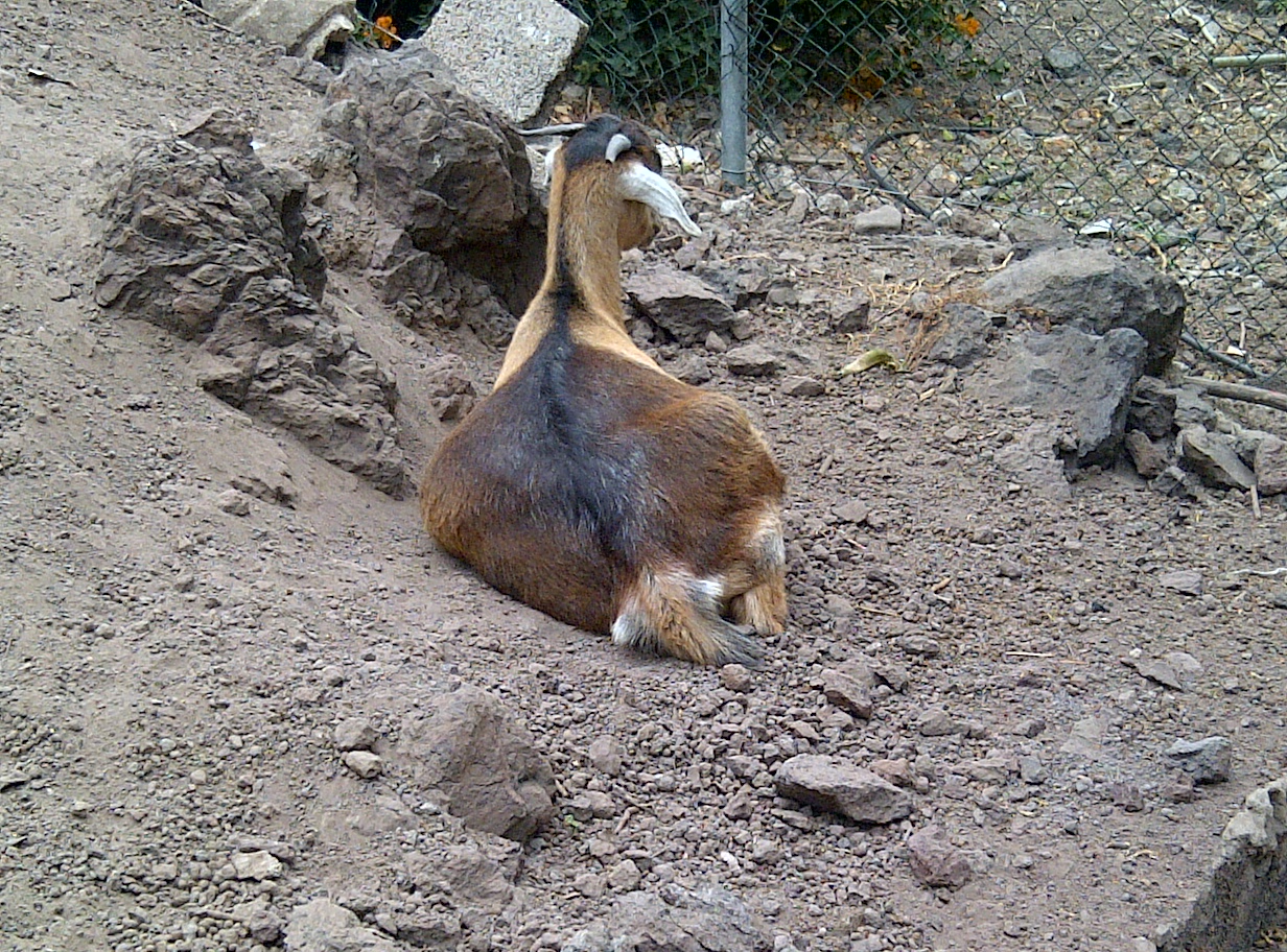 Unexpected Farmer: Fattest goat in history