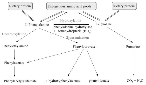 Disorders of amino acid metabolism. (Phenylketonuria): Biochemistry ...