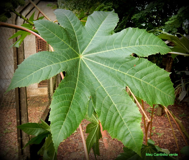 Meu Cantinho Verde: MAMONA - ( Ricinus communis )