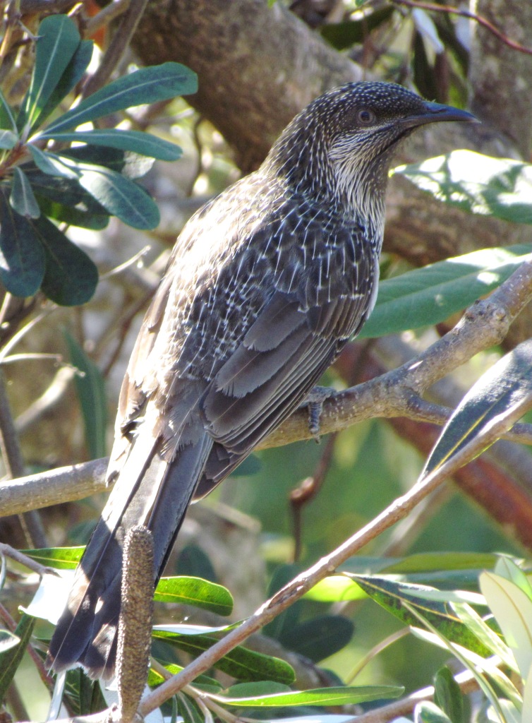 In Japara's backyard: Wattle-less Wattle-bird