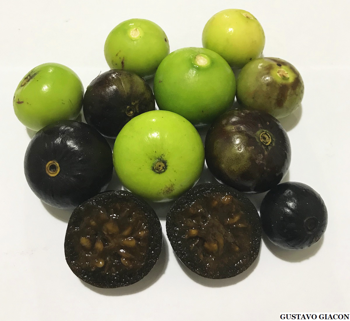 Viveiro Ciprest - Plantas Nativas e Exóticas: Puruí ou Marmelada do ...